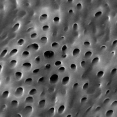 Home - Tooth Transformer system