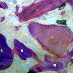 Home - Tooth Transformer system